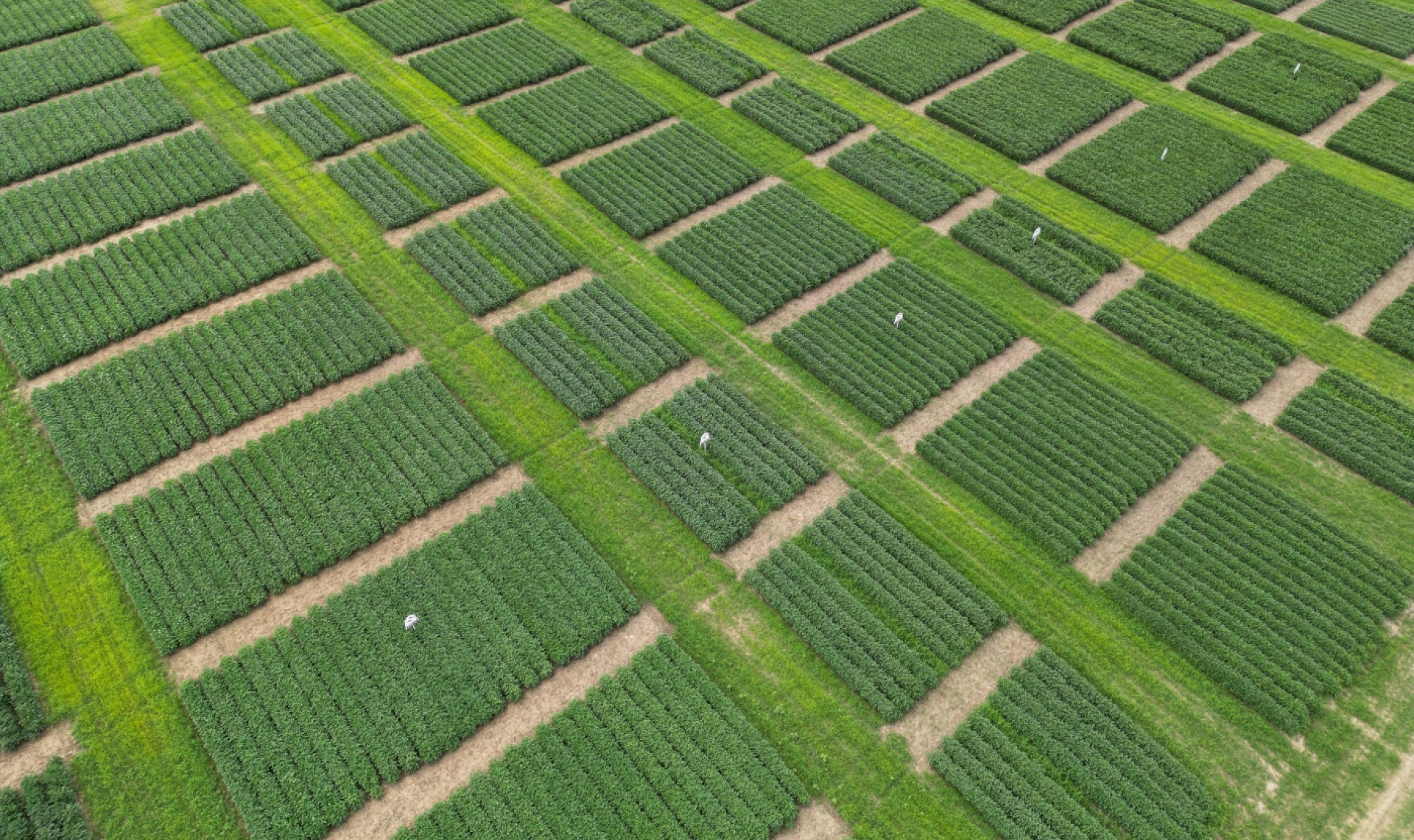 Sevita International :: Plot Results :: OSACC MG2E (3100) Food Grade (1 ...