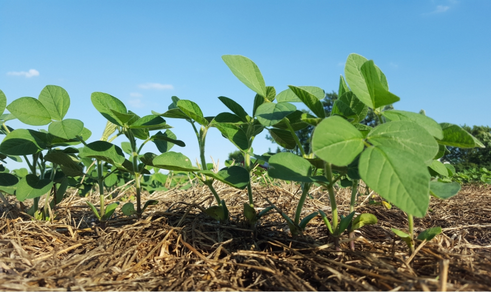 Sevita International :: Grower Documents