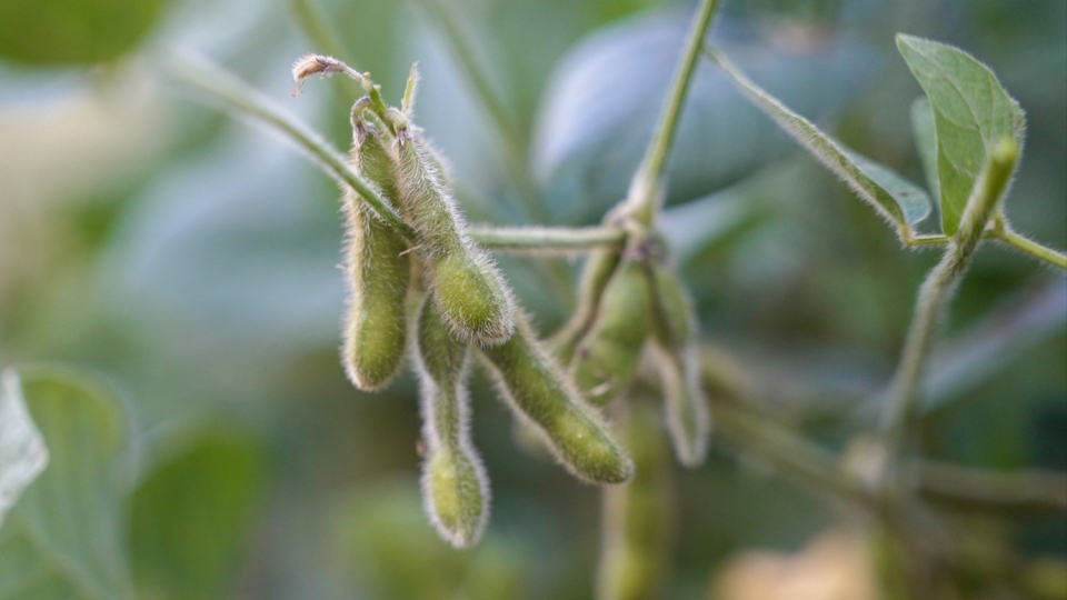 Sevita International :: Article :: Sustainable Canadian Soy Program