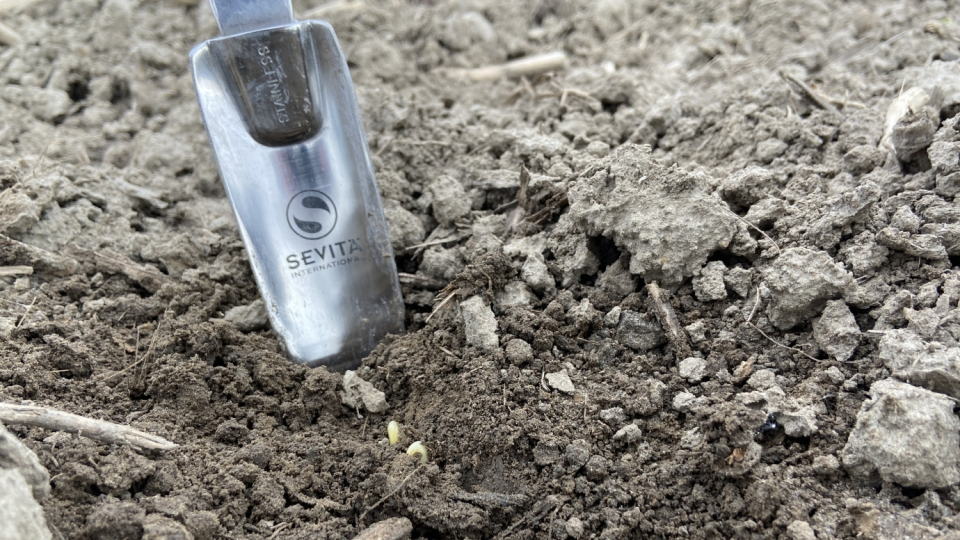 Sevita International :: Article :: Should I Replant?