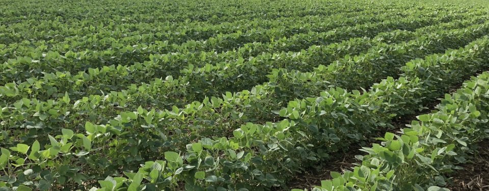 Sevita International :: Soybean Plot Performance